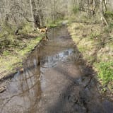 Alberton Road Trail, Maryland - 1,366 Reviews, Map | AllTrails