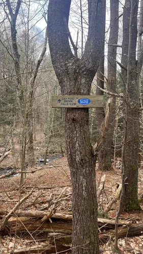 Best Forest Trails in Day Pond State Park | AllTrails