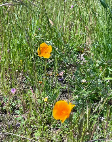 Best Moderate Trails in Garland Ranch Regional Park | AllTrails