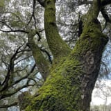 Morgan Trail, California - 536 Reviews, Map | AllTrails