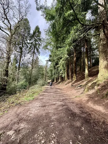 Best Wild Flowers Trails in Lickey Hills Country Park | AllTrails