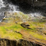 Yellow Branch Falls Trail, South Carolina - 2,669 Reviews, Map | AllTrails