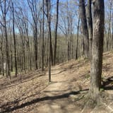 Mossy Ridge Trail Loop, Tennessee - 945 Reviews, Map | AllTrails