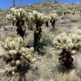 Dixie Summit Trail, Arizona - 1,534 Reviews, Map | AllTrails