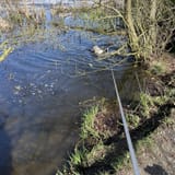 Bolam Lake and West Wood Circular, Northumberland, England - 75 Reviews ...