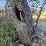 Sabino Walkway Loop, Arizona - 2,706 Reviews, Map | AllTrails