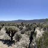Cholla Cactus Garden, California - 2,205 Reviews, Map | AllTrails