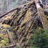 Skookum Flats Trail, Washington - 1,007 Reviews, Map | AllTrails