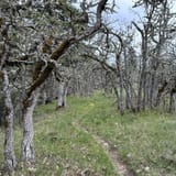 Tom McCall Point Trail, Oregon - 1,525 Reviews, Map | AllTrails