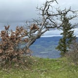 Tom McCall Point Trail, Oregon - 1,525 Reviews, Map | AllTrails