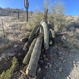 Dixie Summit Trail, Arizona - 1,534 Reviews, Map | AllTrails