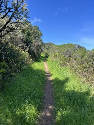 Best Views Trails in Tomales Bay State Park | AllTrails