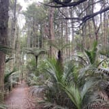 Puhinui Stream Forest Trail, Auckland, New Zealand - 551 Reviews, Map ...