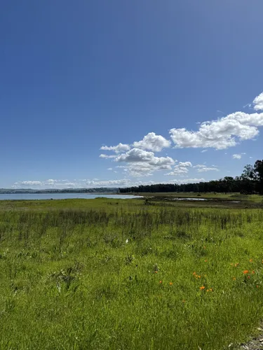 Best Wild Flowers Trails in Point Pinole Regional Park | AllTrails