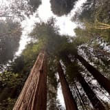 Tall Trees Grove Loop Trail, California - 2,204 Reviews, Map | AllTrails