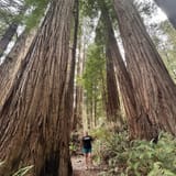 Tall Trees Grove Loop Trail, California - 2,204 Reviews, Map | AllTrails