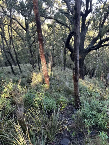 Best Hikes and Trails in Mount Royal National Park | AllTrails