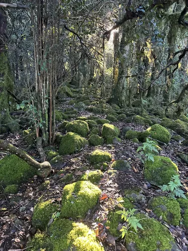 Best Hikes and Trails in Mount Royal National Park | AllTrails