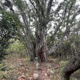Rustig Hiking Trail, Gauteng, South Africa - 264 Reviews, Map | AllTrails
