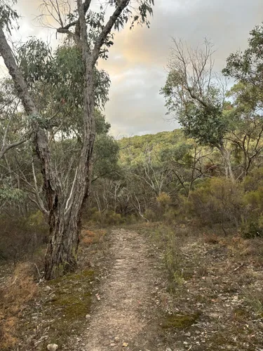 Best Trail Running Trails in Heathcote-Graytown National Park | AllTrails