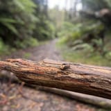 Tanglefoot Short Loop, Victoria, Australia - 334 Reviews, Map | AllTrails