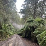 Tanglefoot Short Loop, Victoria, Australia - 334 Reviews, Map | AllTrails