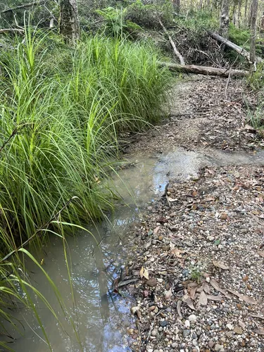 Best Forest Trails in Springwood | AllTrails