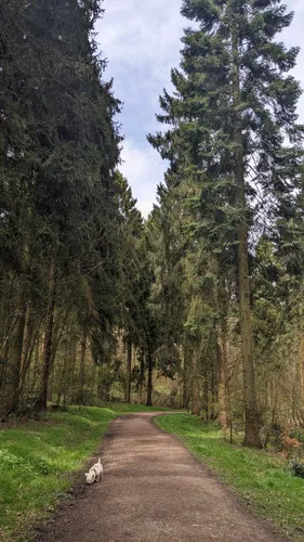 Best Hikes and Trails in Wendover Woods | AllTrails