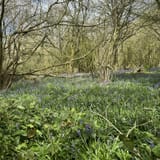 Wye and the North Downs Circular Walk, Kent, England - 641 Reviews, Map ...