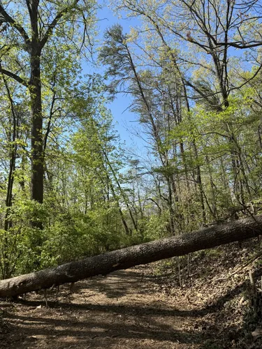 Best Hikes and Trails in Stringer's Ridge Park | AllTrails