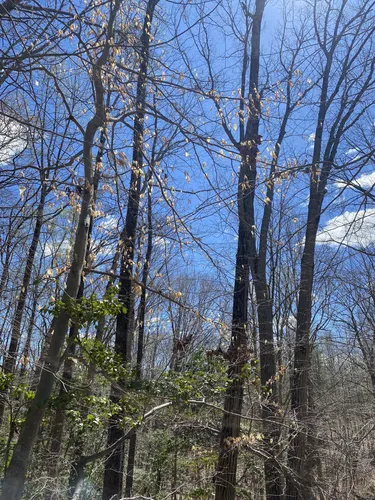 Best Hikes and Trails in Bacon Ridge Natural Area | AllTrails