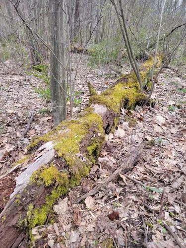 Best Kid Friendly Trails in Wind Gap | AllTrails