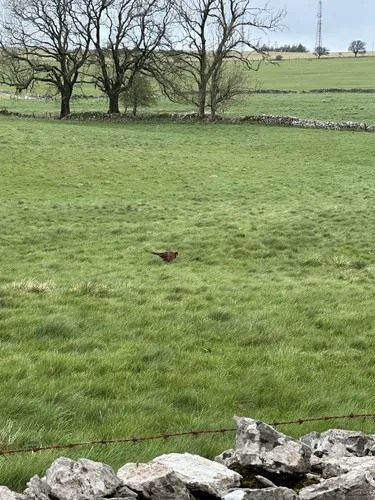 Best Hikes and Trails in Rowberrow Warren Wood | AllTrails