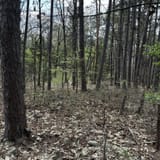 Coon Ridge Trail, Oklahoma - 357 Reviews, Map | AllTrails