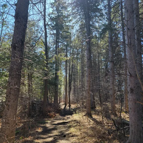 Best Views Trails in Ferguson Forest | AllTrails