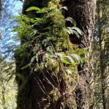 Evergreen Beach Trail, Washington - 694 Reviews, Map | AllTrails