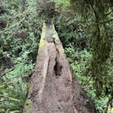 Seahurst Park Loop Trail, Washington - 897 Reviews, Map | AllTrails