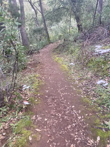 Best Forest Trails in Pine Grove | AllTrails