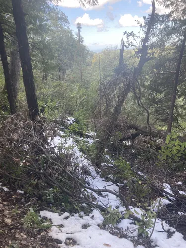 Best Forest Trails in Pine Grove | AllTrails
