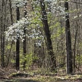 Blowing Springs Park Extended Loop, Arkansas - 1,616 Reviews, Map ...