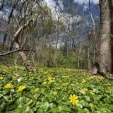 Glover-Archbold Trail, District of Columbia - 488 Reviews, Map | AllTrails