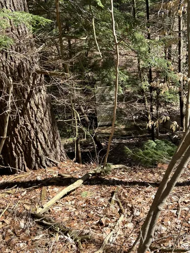 Best Hikes and Trails in Clear Springs Nature Preserve | AllTrails