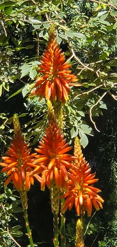 Best Forest Trails in Arcadia | AllTrails