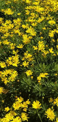 Best Forest Trails in Arcadia | AllTrails