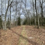 Great Swamp Trail, Rhode Island - 898 Reviews, Map | AllTrails
