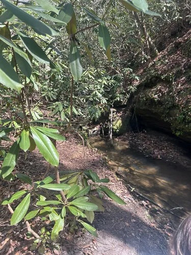 Best Hikes and Trails in Devils Fork State Park | AllTrails