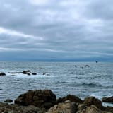 Asilomar State Beach and Coast Trail, California - 846 Reviews, Map ...