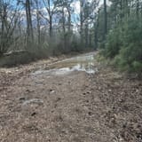Redden State Forest Loop, Delaware - 368 Reviews, Map | AllTrails