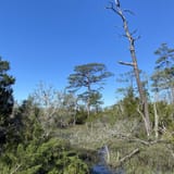 Cedar Point Tideland Trail, North Carolina - 708 Reviews, Map | AllTrails