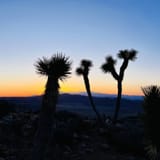 Ryan Mountain, California - 7,403 Reviews, Map | AllTrails